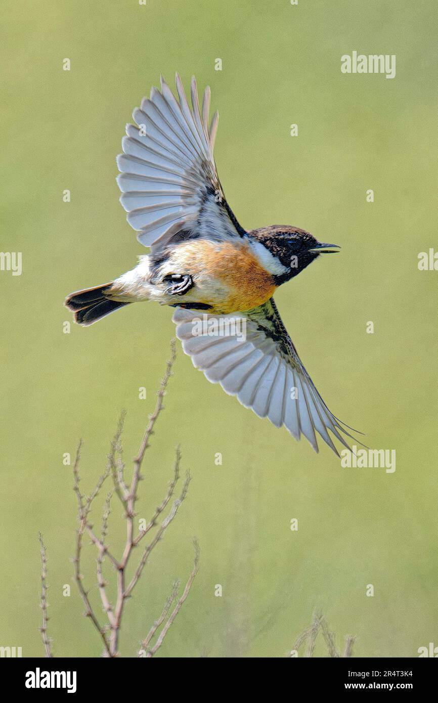 Stonechat flying hi-res stock photography and images - Alamy