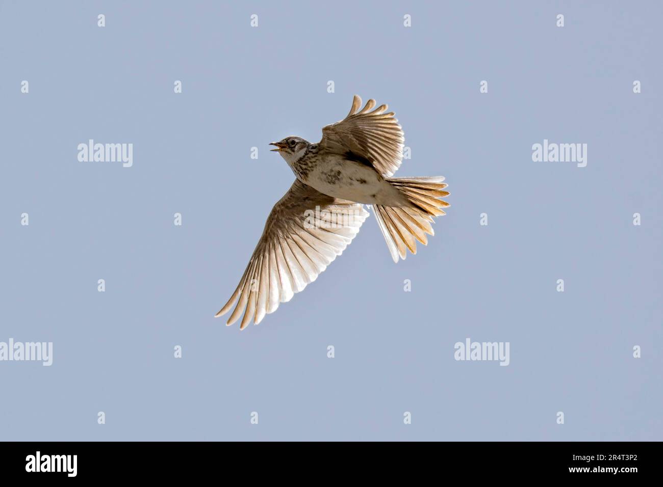 Skylark in flight england hi-res stock photography and images - Alamy