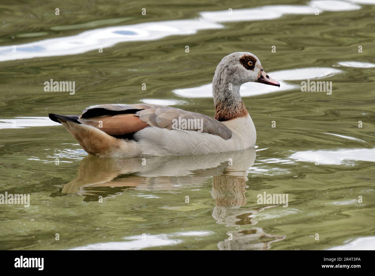 Egyptian swimming hi-res stock photography and images - Alamy