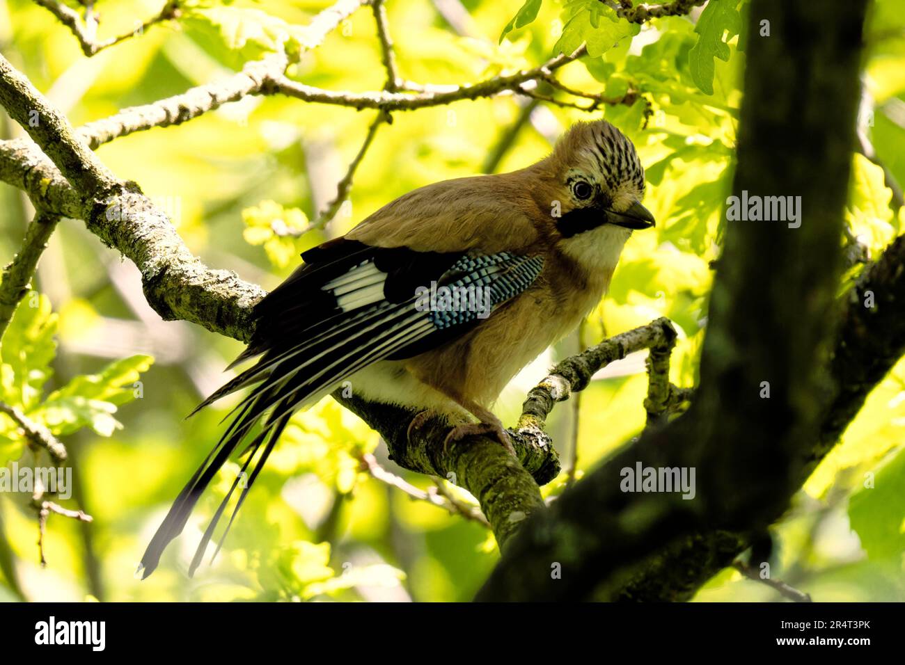 The shy Jay in a shady woodland Stock Photo - Alamy