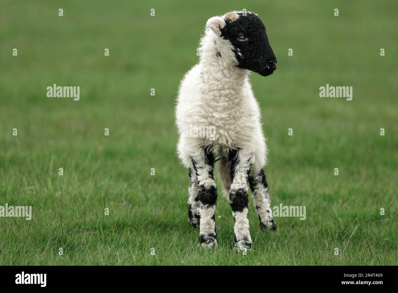 Close up of a Swaledale lamb in Springtime facing front in green ...