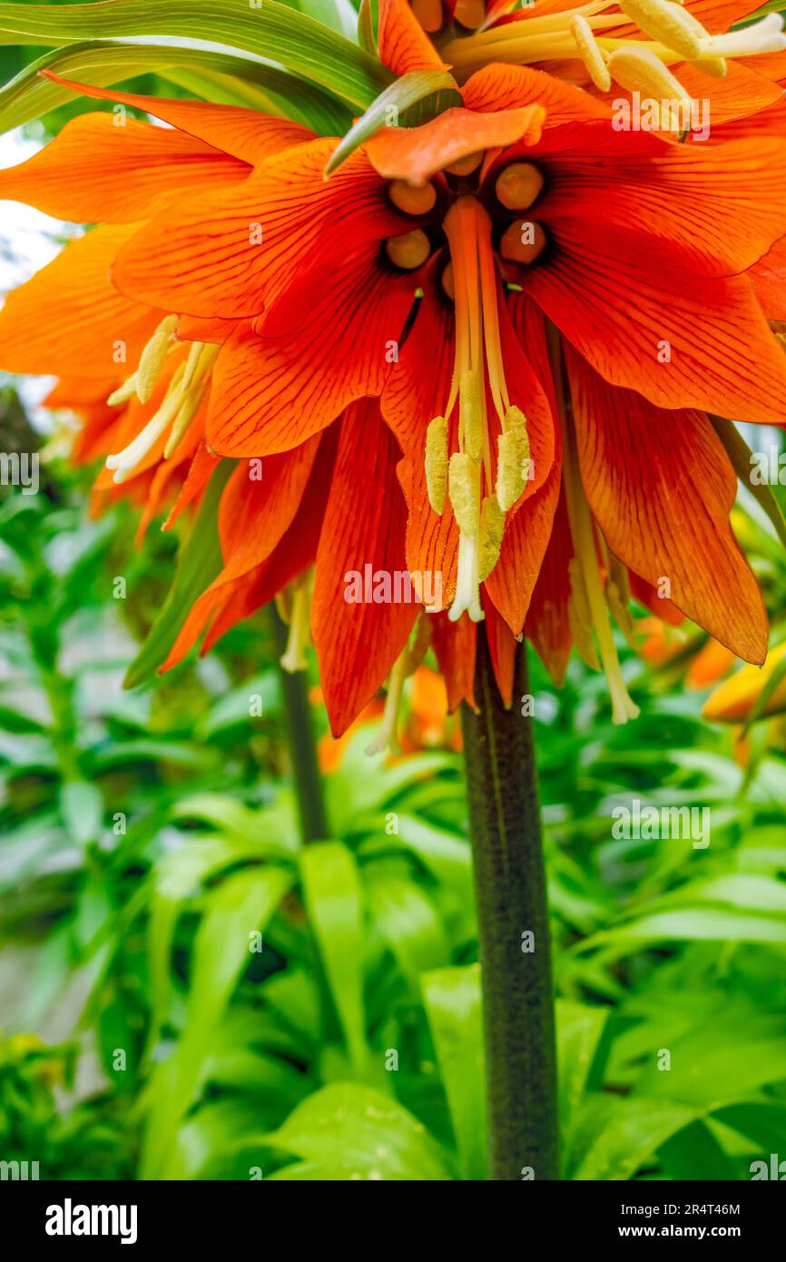 Flower crown head hi-res stock photography and images - Alamy