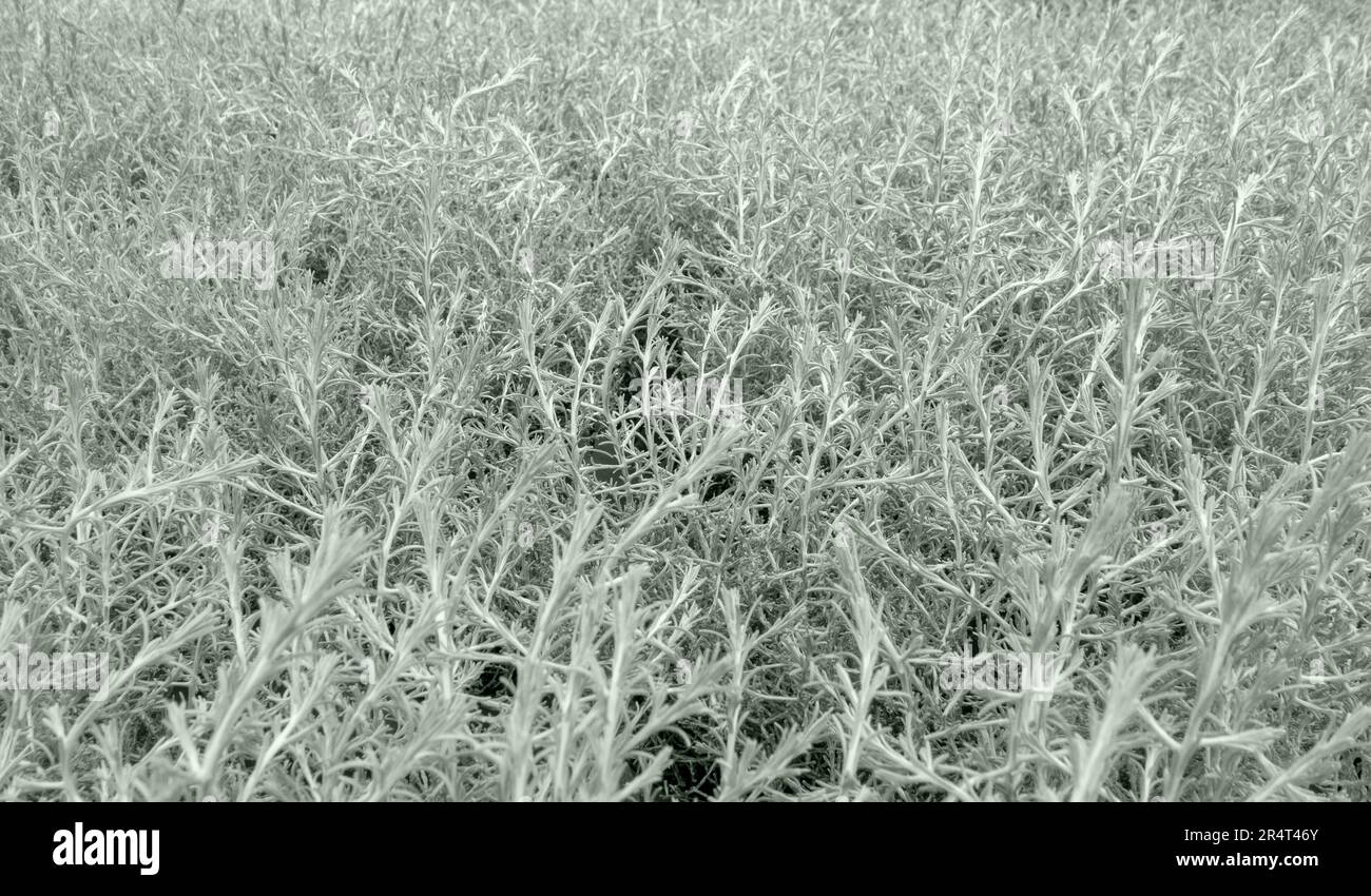 Full frame shot showing lots of white leaved emu bush plants Stock ...