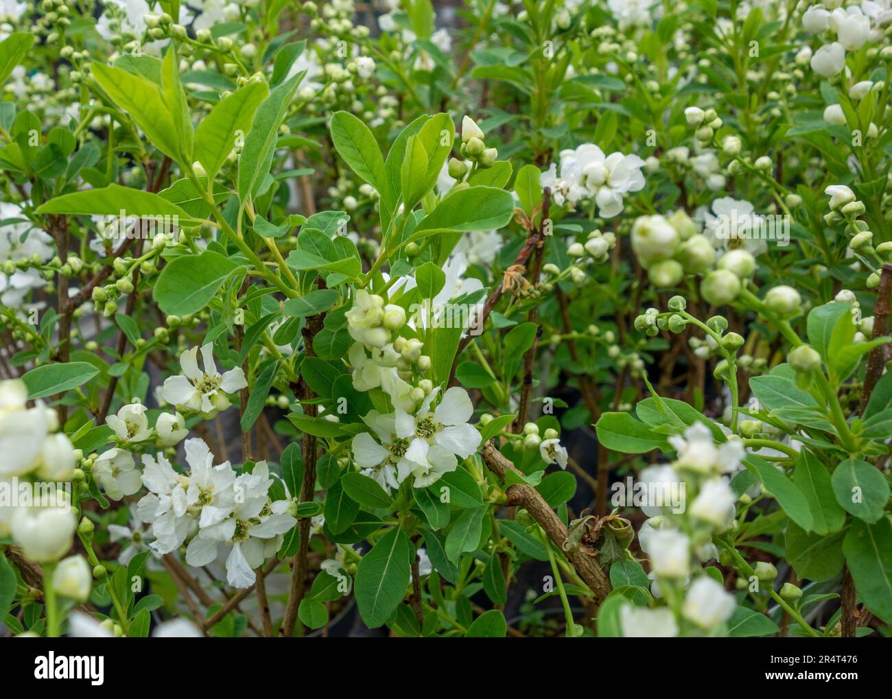 Twigs with white dwarf cherry blossoms and green leaves Stock Photo - Alamy