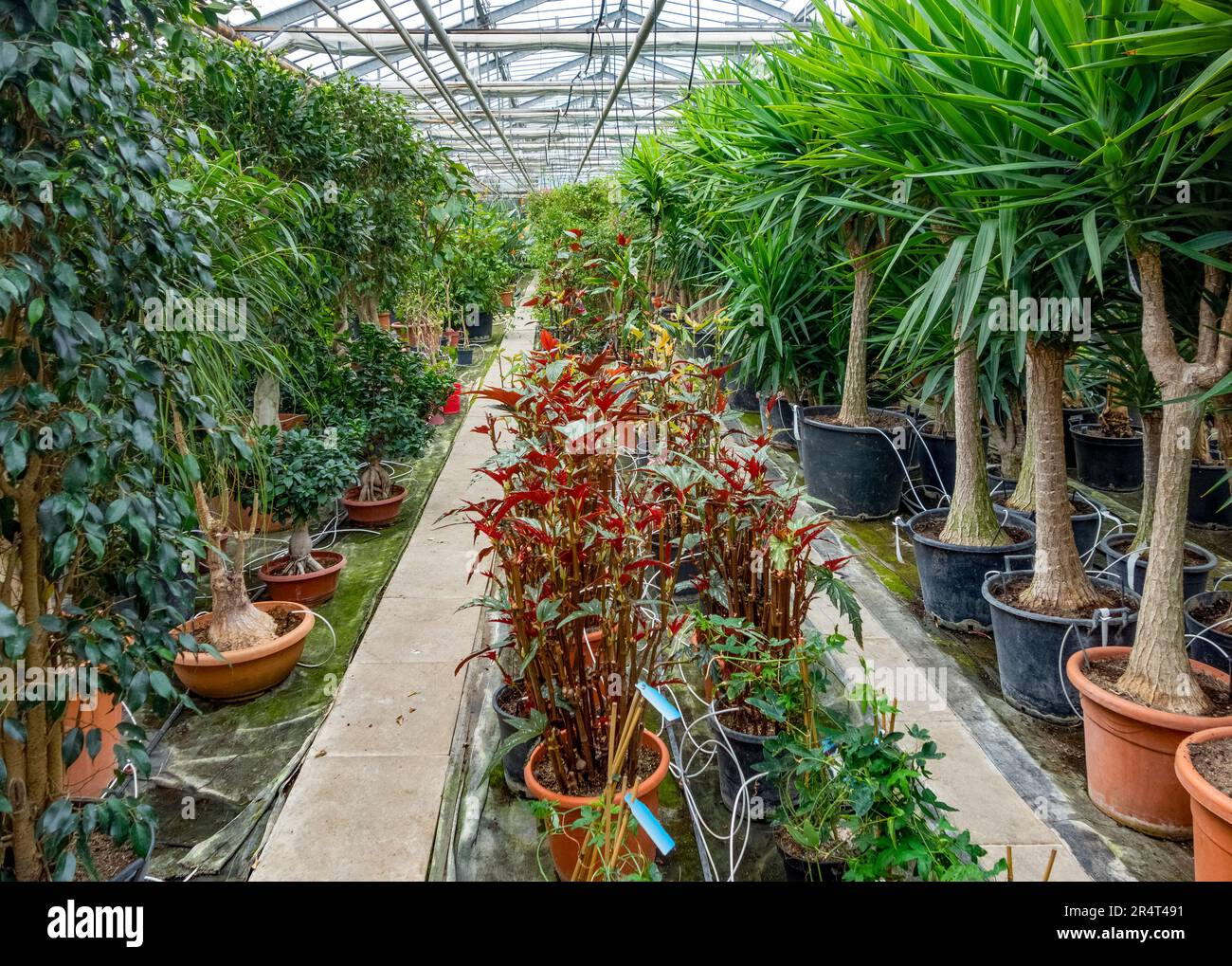 Greenhouse floriculture hi-res stock photography and images - Alamy