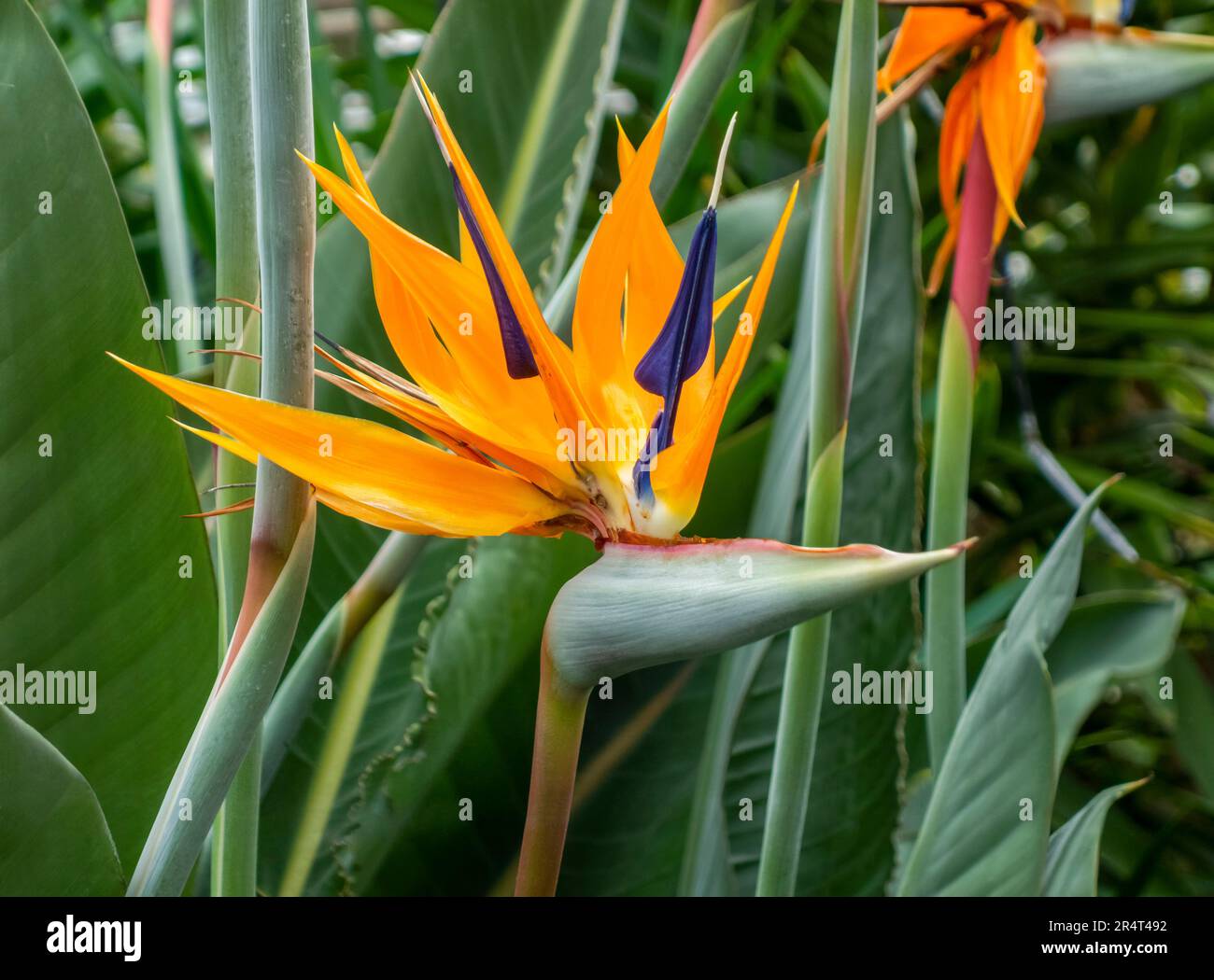 Colorful crane hi-res stock photography and images - Alamy