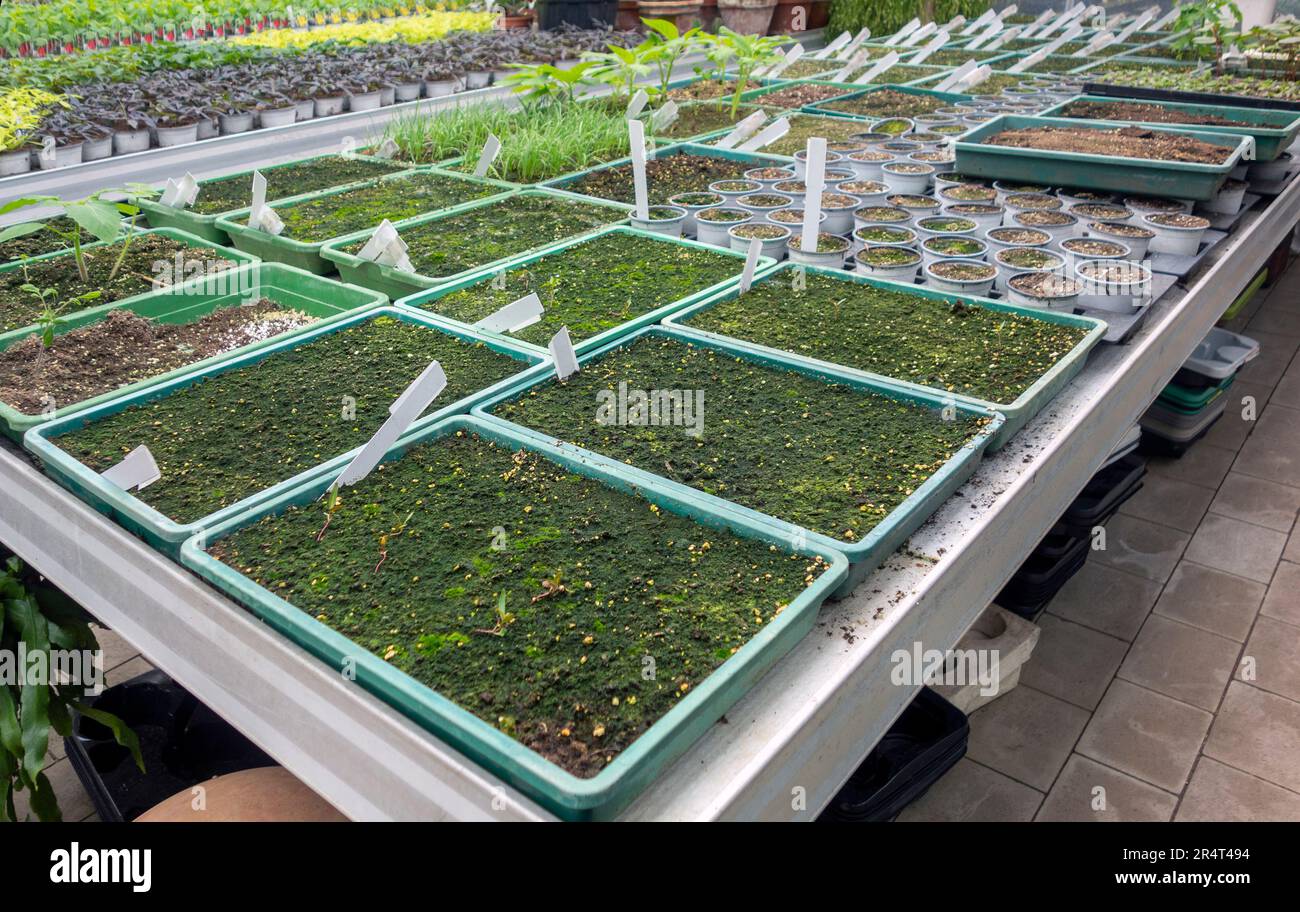 Horticulture seed hi-res stock photography and images - Alamy