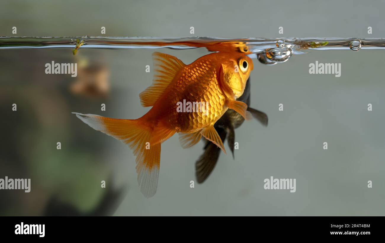 Goldfish fish orange and black colorful fish in aquarium tank Stock ...