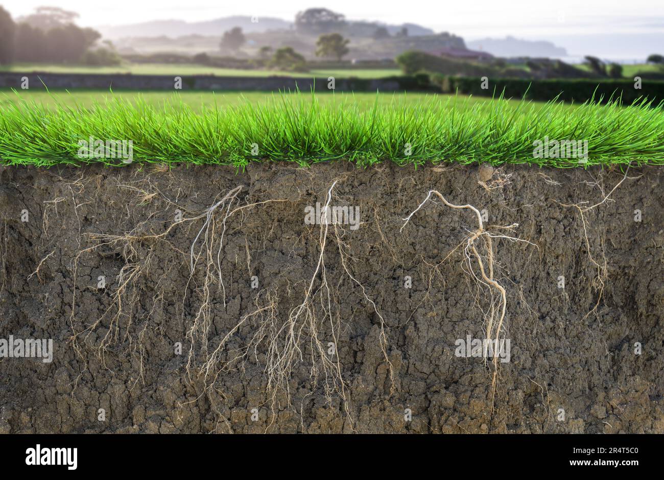 Soil cross section roots hi-res stock photography and images - Alamy