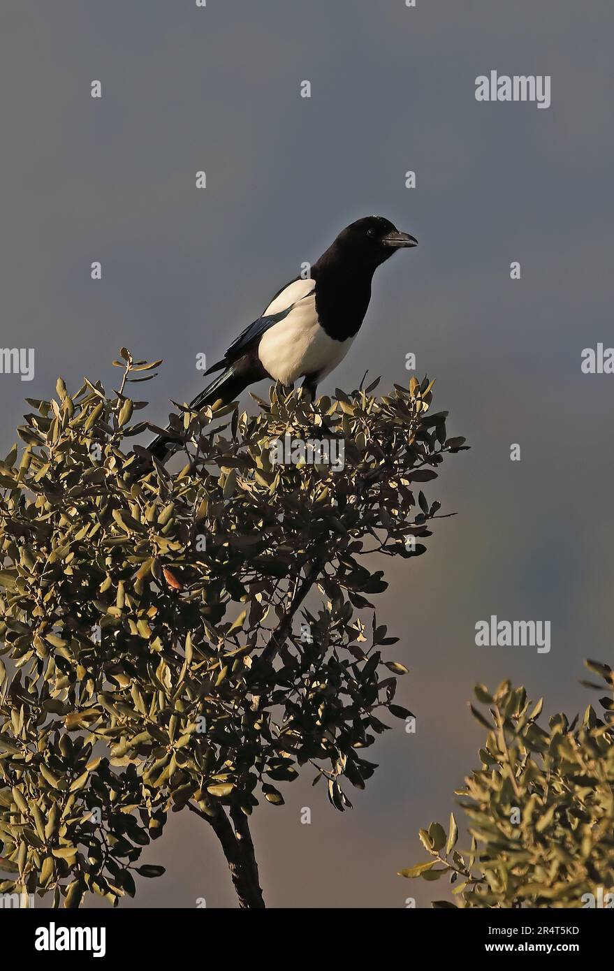 Eurasian Magpie (Pica pica melanotos) adult calling from tree-top in ...