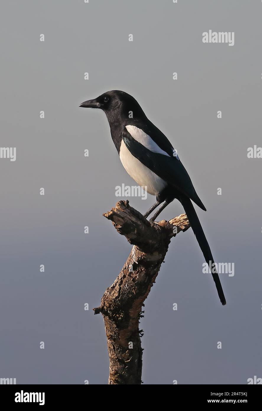 Dead eurasian magpie common hi-res stock photography and images - Alamy