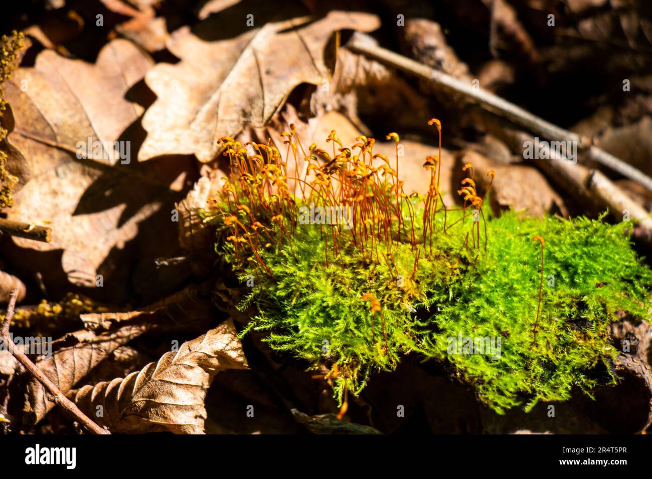 Moss in forest, moss on the leaves and light Stock Photo - Alamy