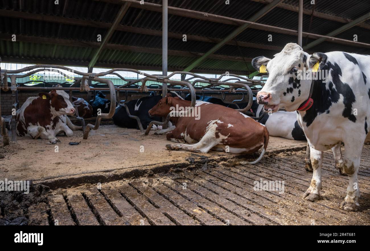 black and white cows inside barn on dutch farm in holland Stock Photo ...