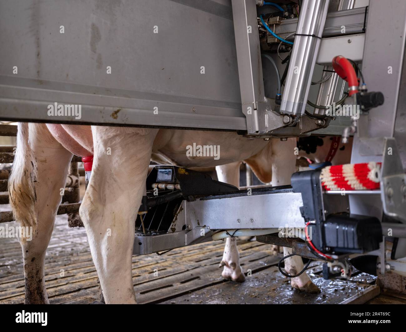 cow being milked by milking robot on farm in holland Stock Photo - Alamy