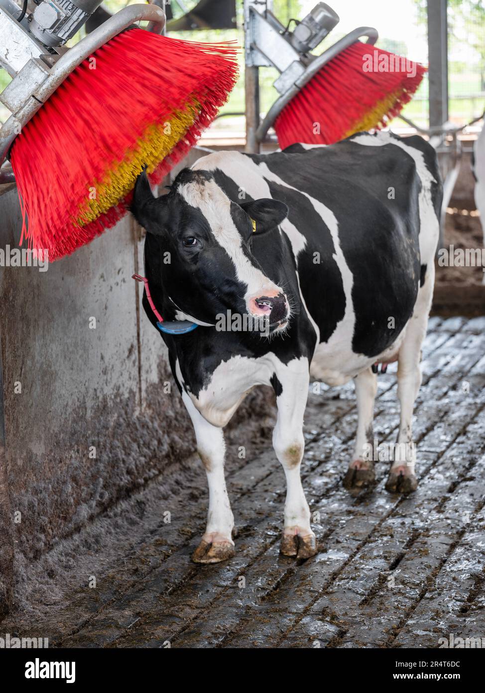 black and white spotted cow uses brush to get rid of scratch on dutch ...