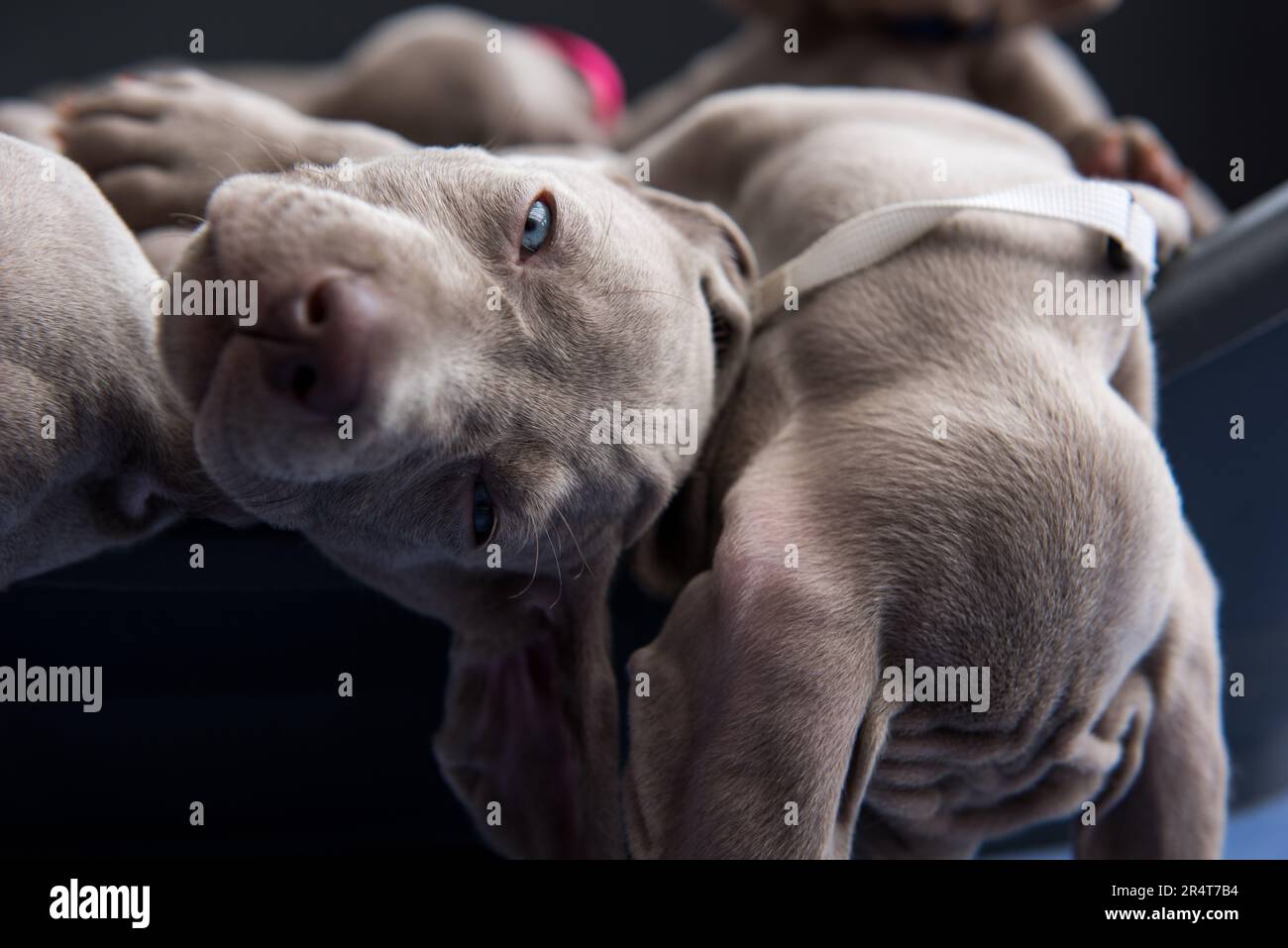 A sleepy Weimeraner puppy lying on its side, with its siblings Stock ...