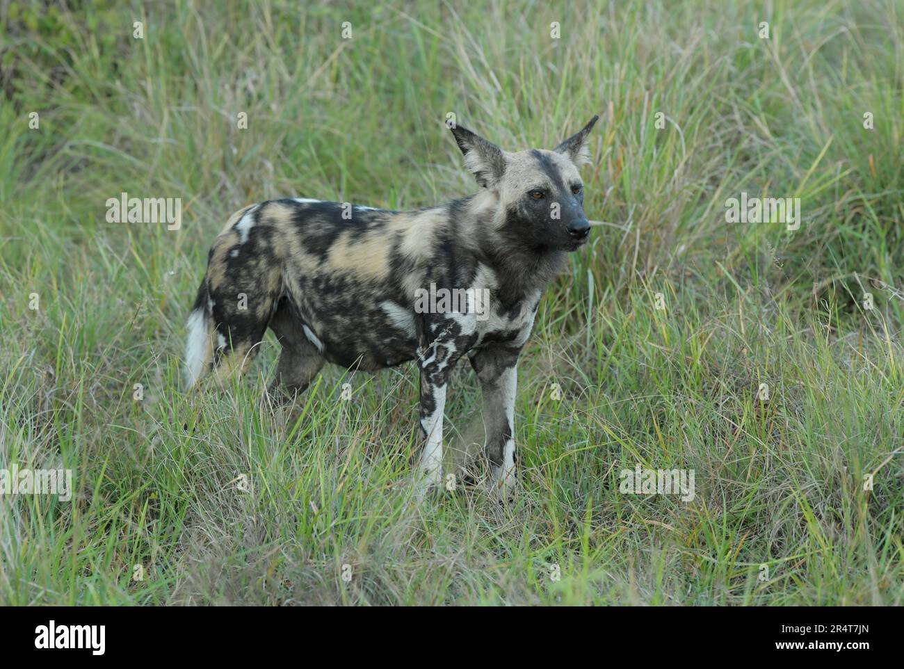 Adult African Wild Dog, Lycaon pictus, animal in the wild, critically ...