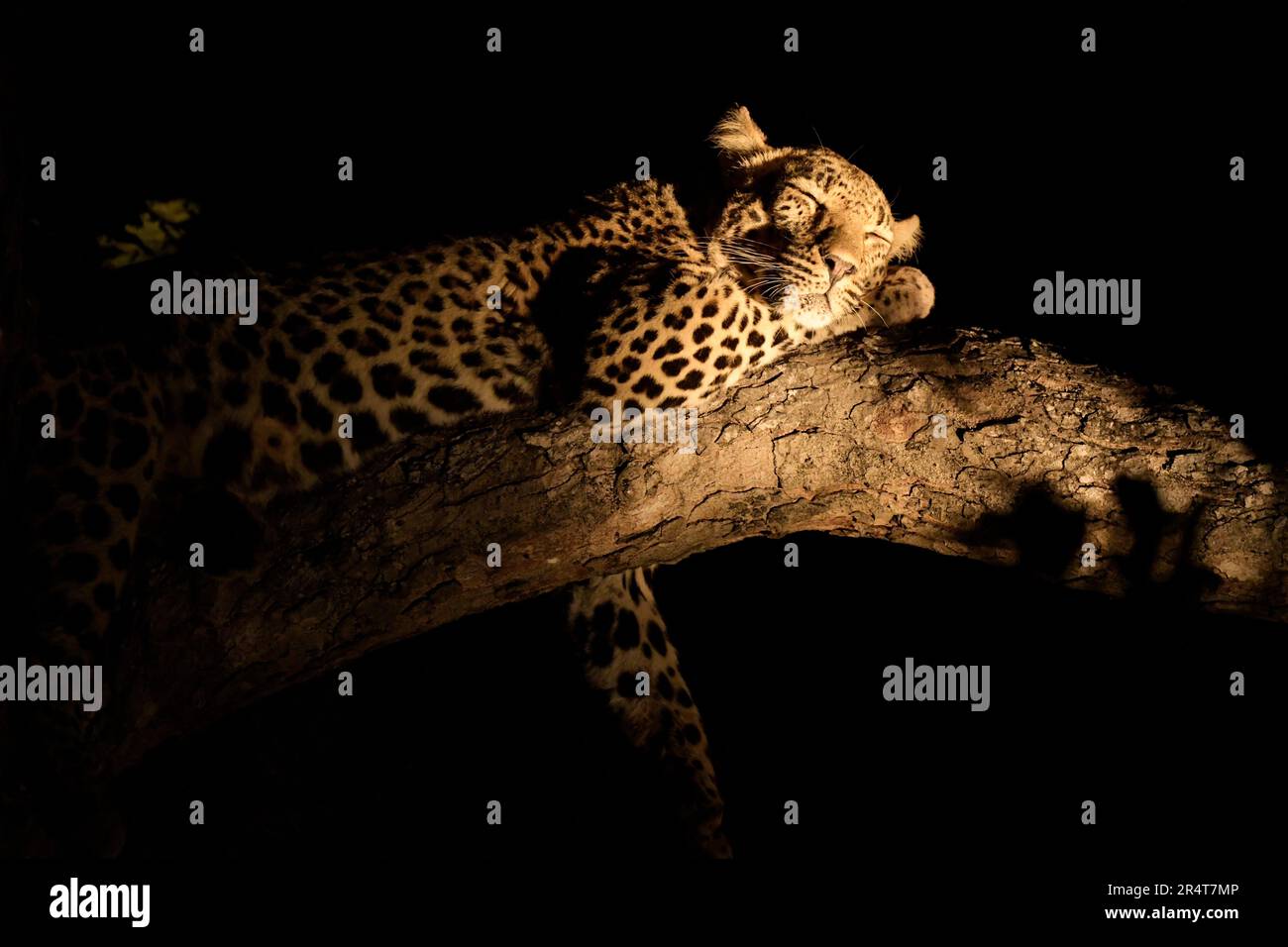 Beautiful adult Leopard sleeping, Panthera pardus, endangered big 5 ...