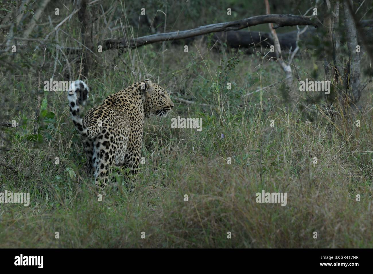 Beautiful adult Africa Leopard, Panthera pardus, endangered African ...