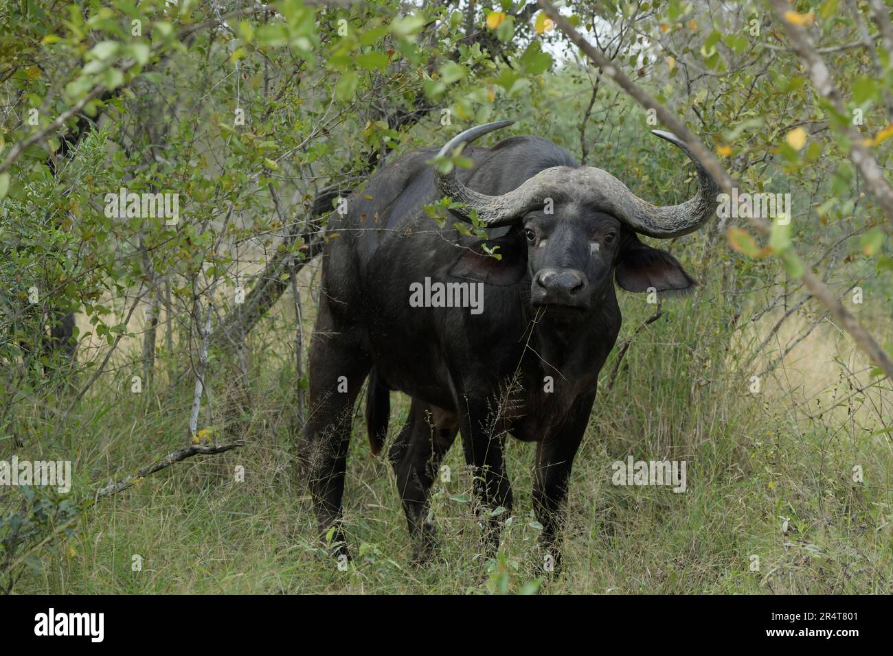 Iconic african flagship species hi-res stock photography and images - Alamy
