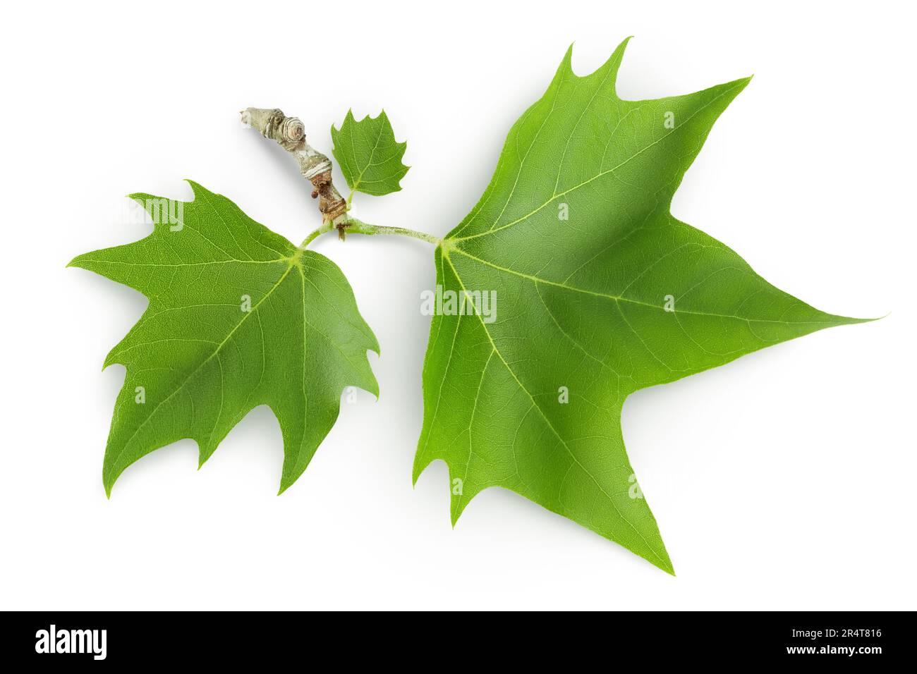 Platanus tree, sycamore leave isolated on white background. Top view ...