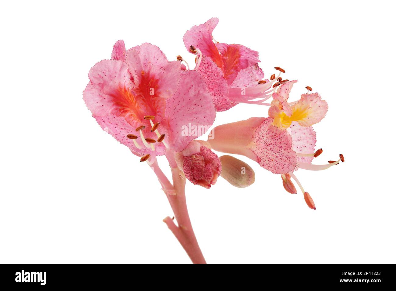 Aesculus x carnea or red horse chestnut isolated on white background ...