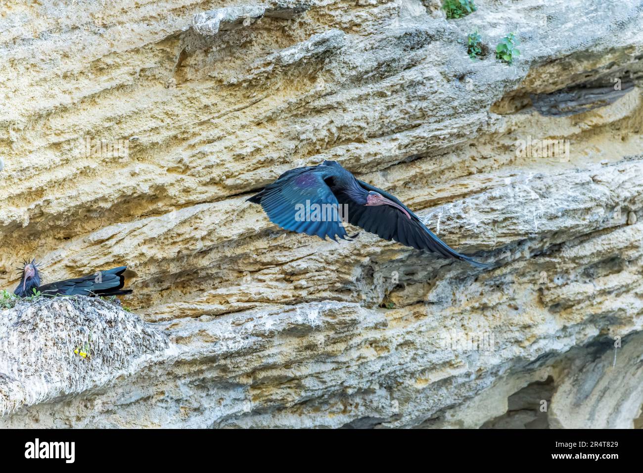 Bald ibis or Geronticus eremita, pelecaniform bird of the ...