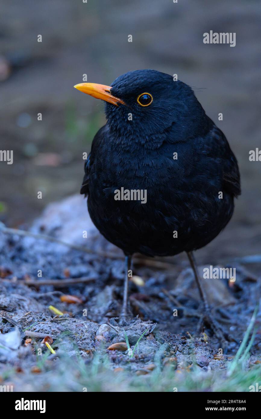 Common blackbird or Turdus merula, passerine bird of the Turdidae ...