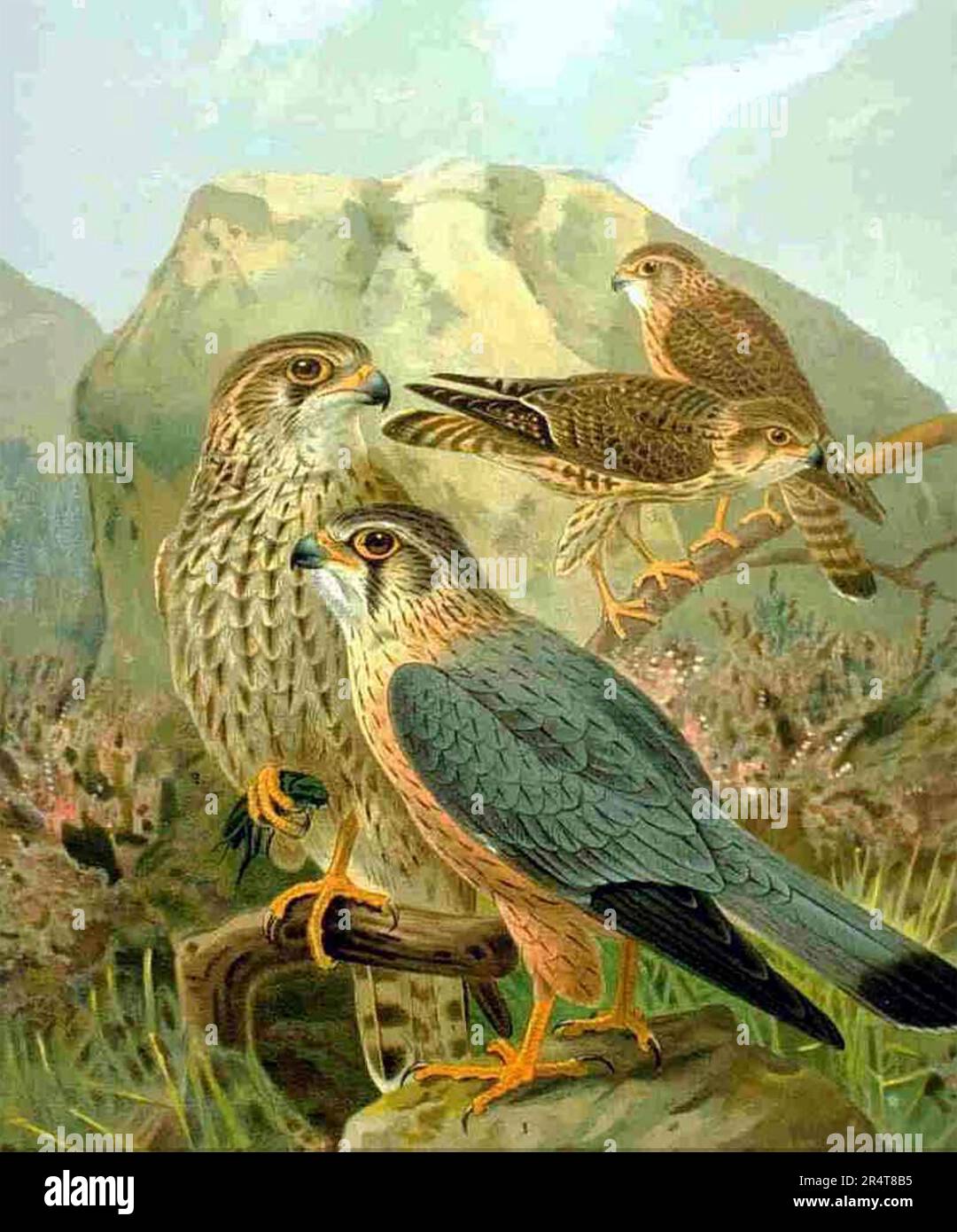MERLIN Falco columbarius from a 1905 German illustration Stock Photo ...