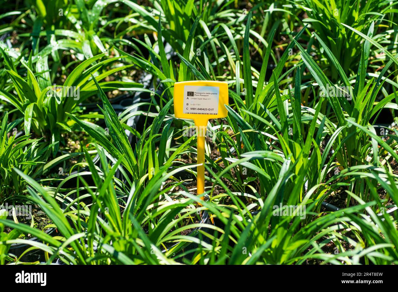 High angle of yellow plant passport sign amidst lush green grass ...