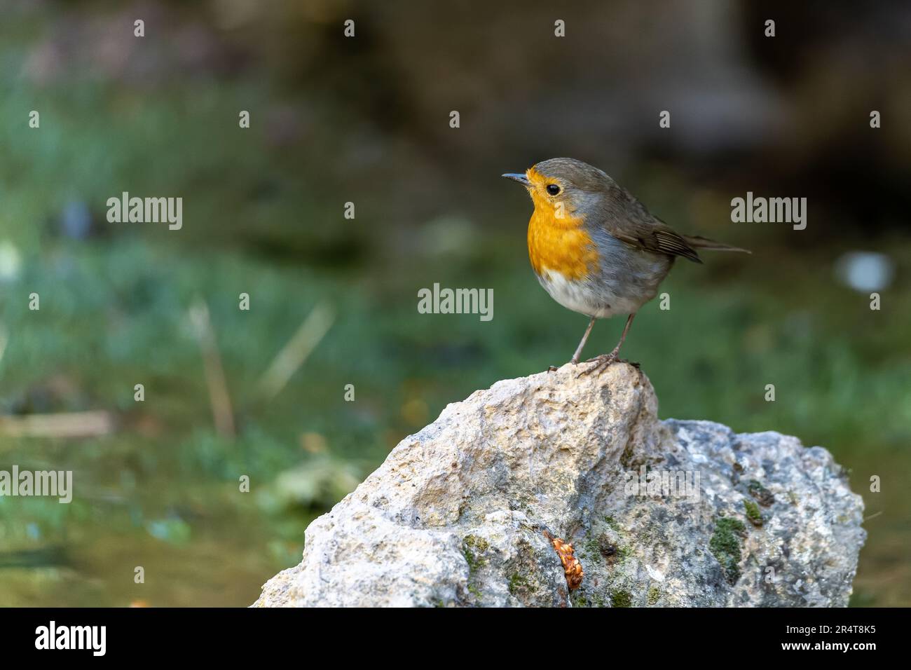 Small robin perched on the edge of a spring Stock Photo - Alamy