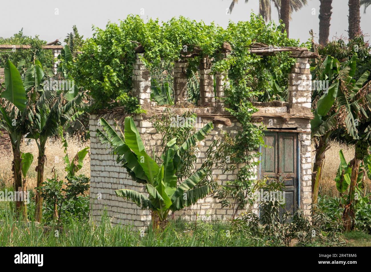 A river bank view on the river Nile, Egypt as seen from the water Stock ...