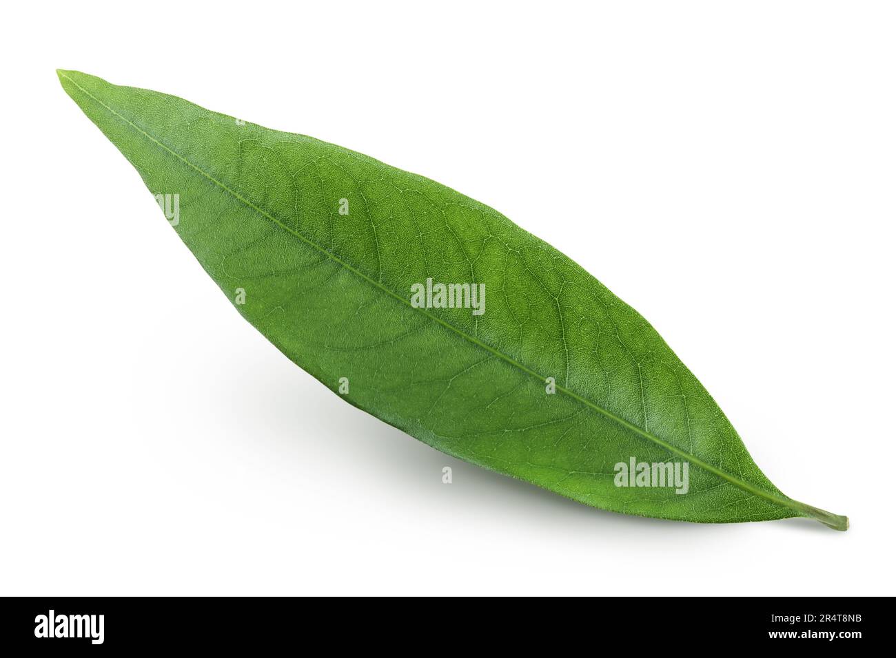 Green lychee leaf isolated on a white background Stock Photo - Alamy