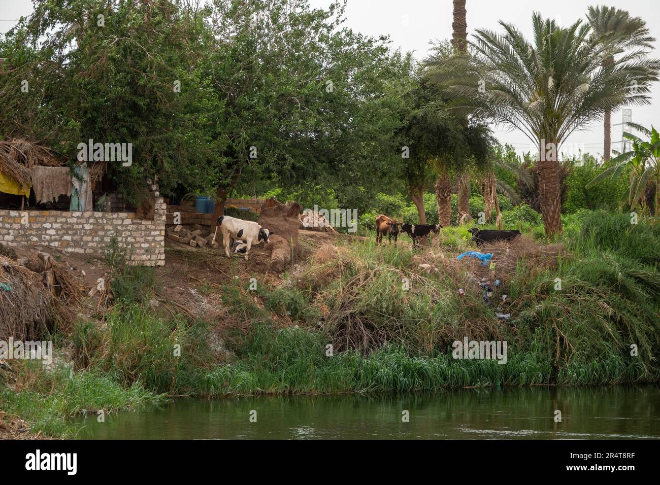 A river bank view on the river Nile, Egypt as seen from the water Stock ...