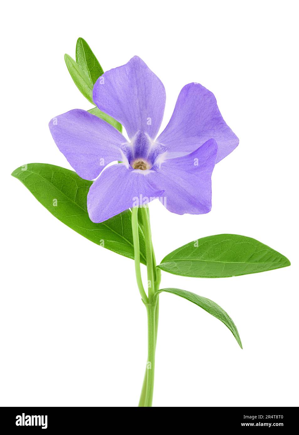 wild periwinkle flowers isolated on white background Stock Photo - Alamy