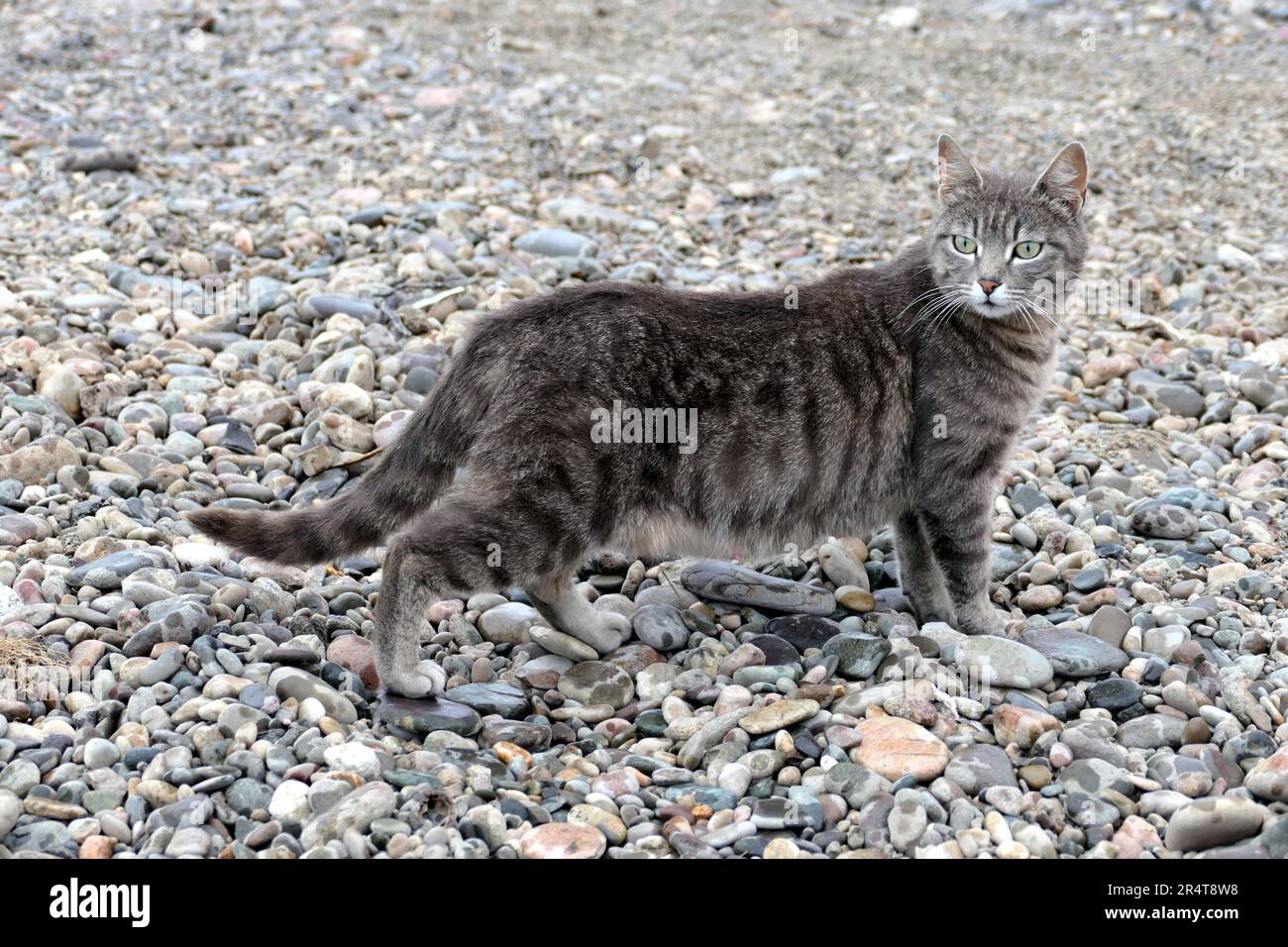 gray tabby cat on a pebble beach Stock Photo - Alamy