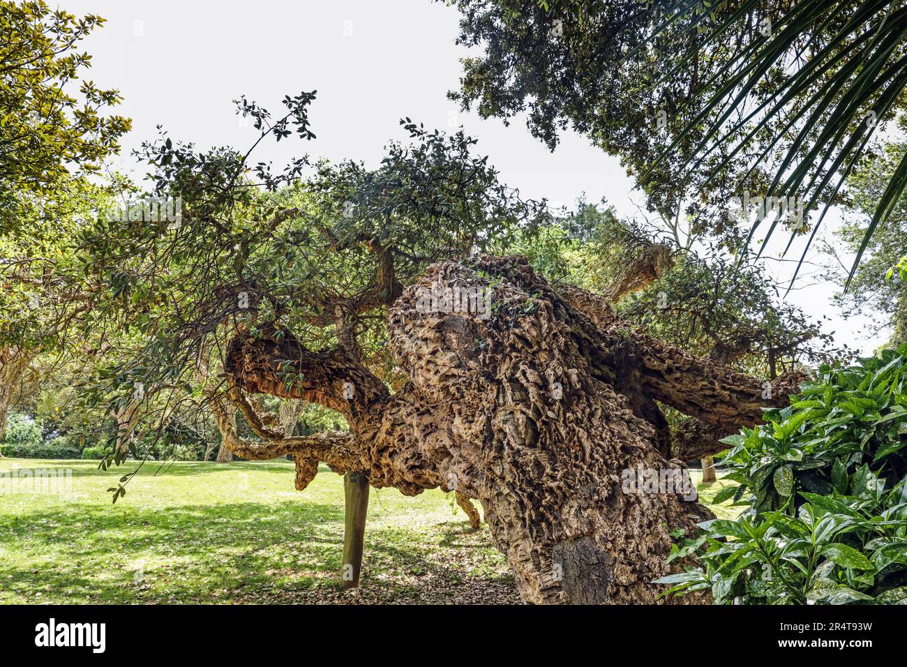 A Cork Oak tree in the English Garden at Mount Edgcumbe Park in south ...