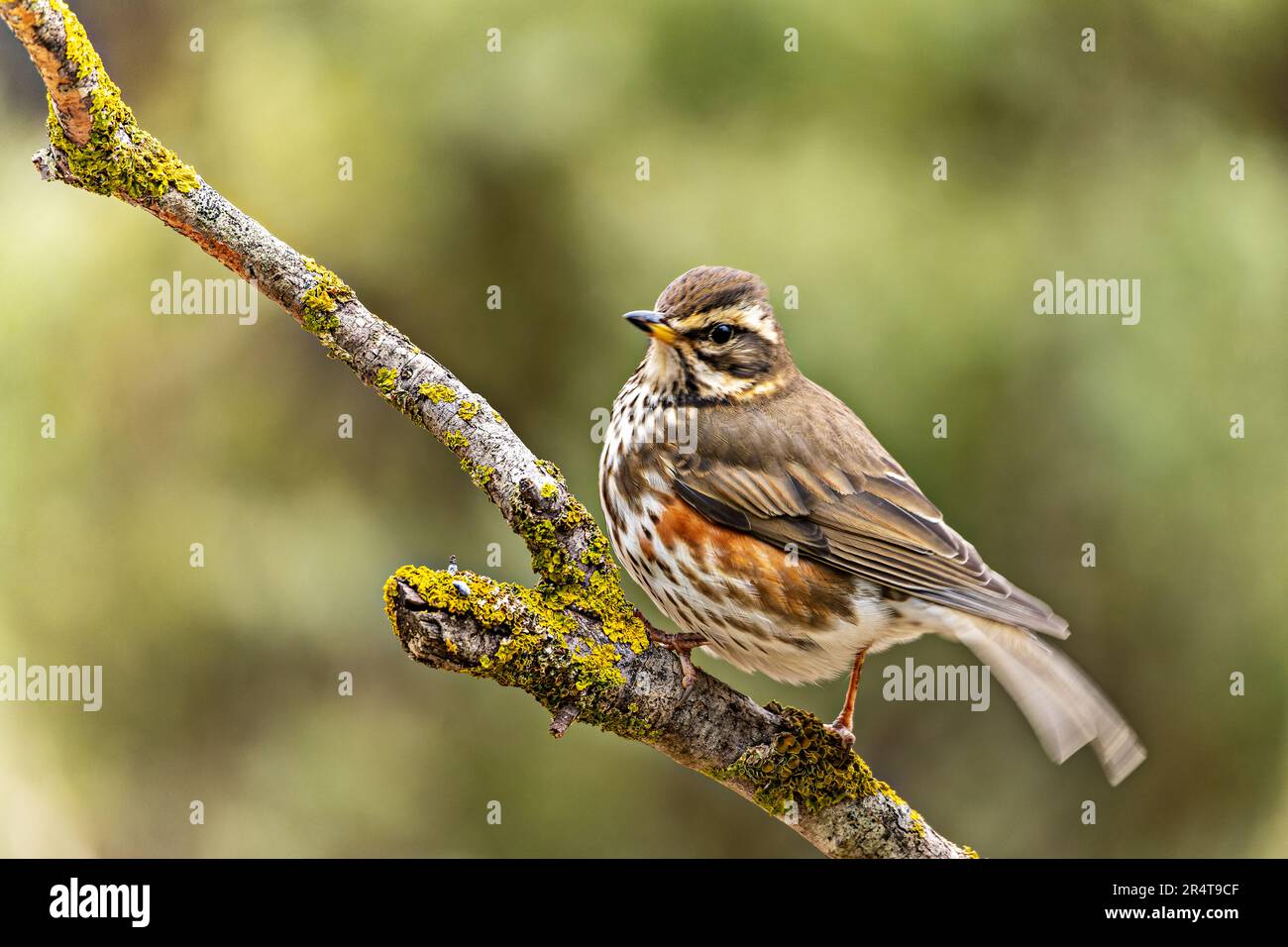 Red winged thrush hi-res stock photography and images - Alamy