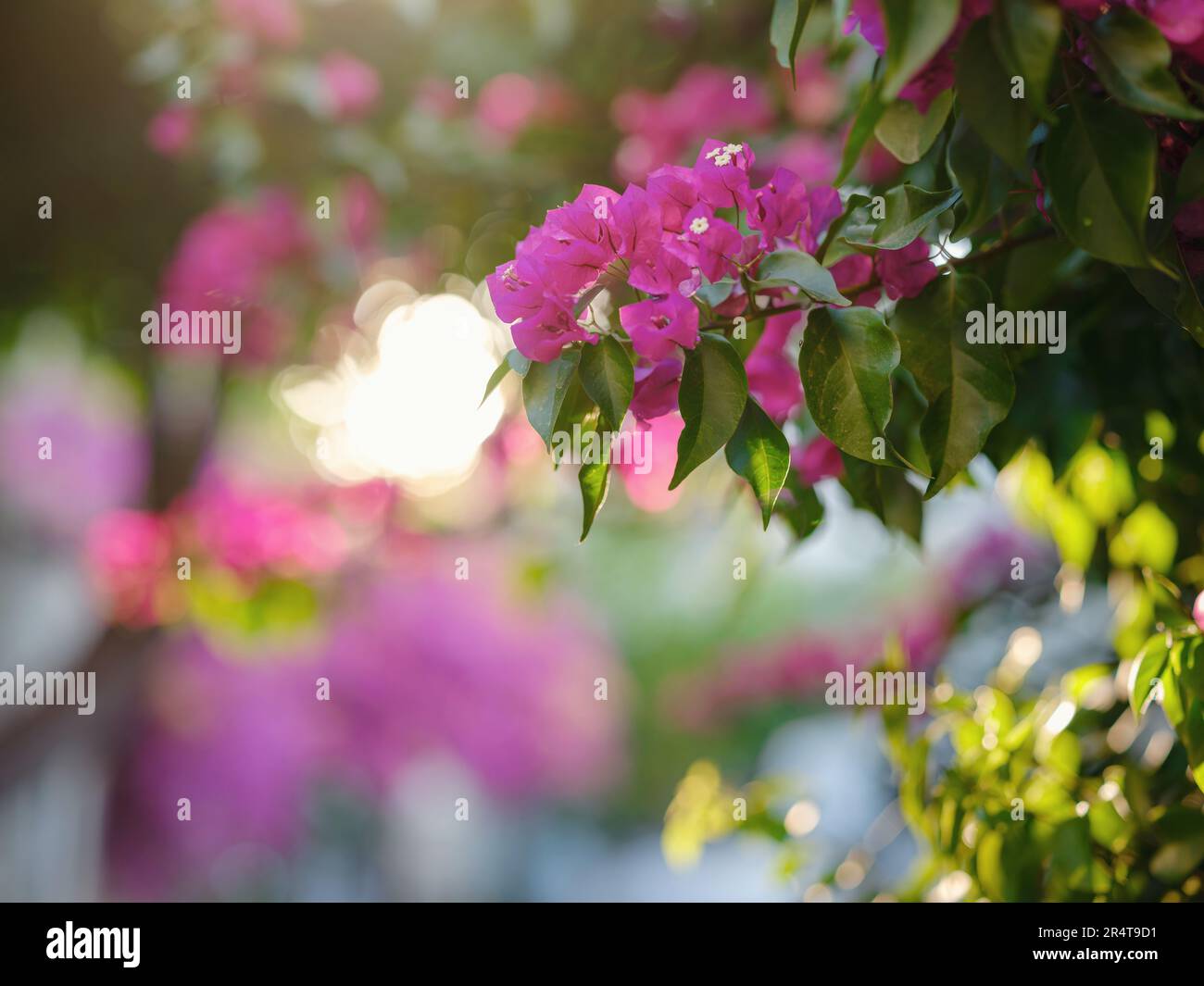 Blooming bougainvillea, streets of the old town of Bodrum, Turkey ...