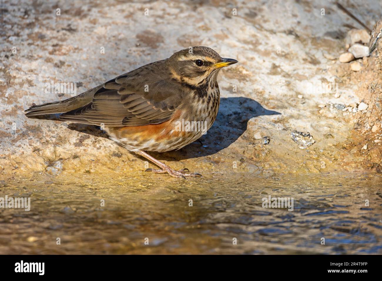 Northern water thrush hi-res stock photography and images - Alamy
