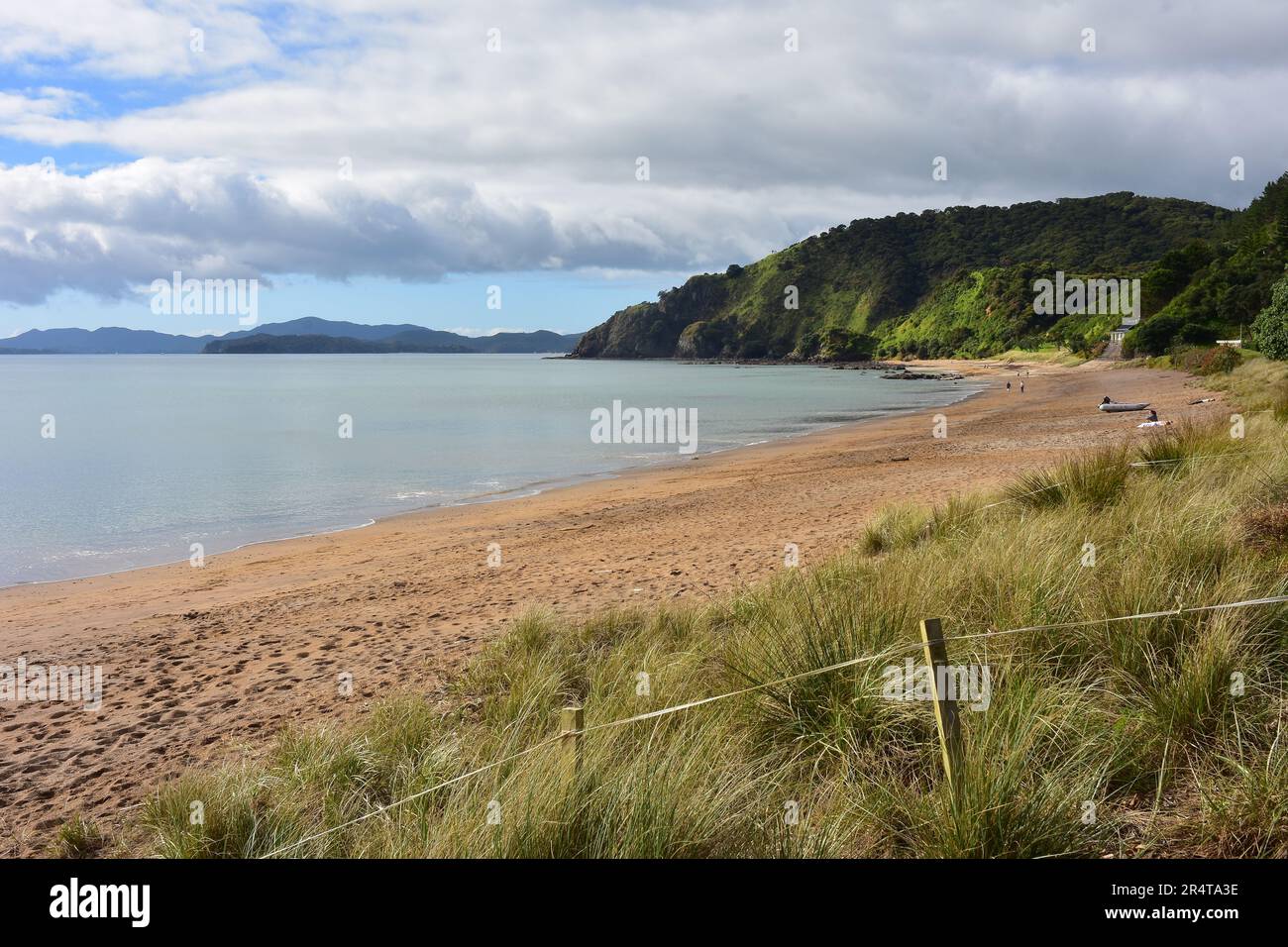 Recovering vegetation on sand dune at Long Beach in Russell. Location ...