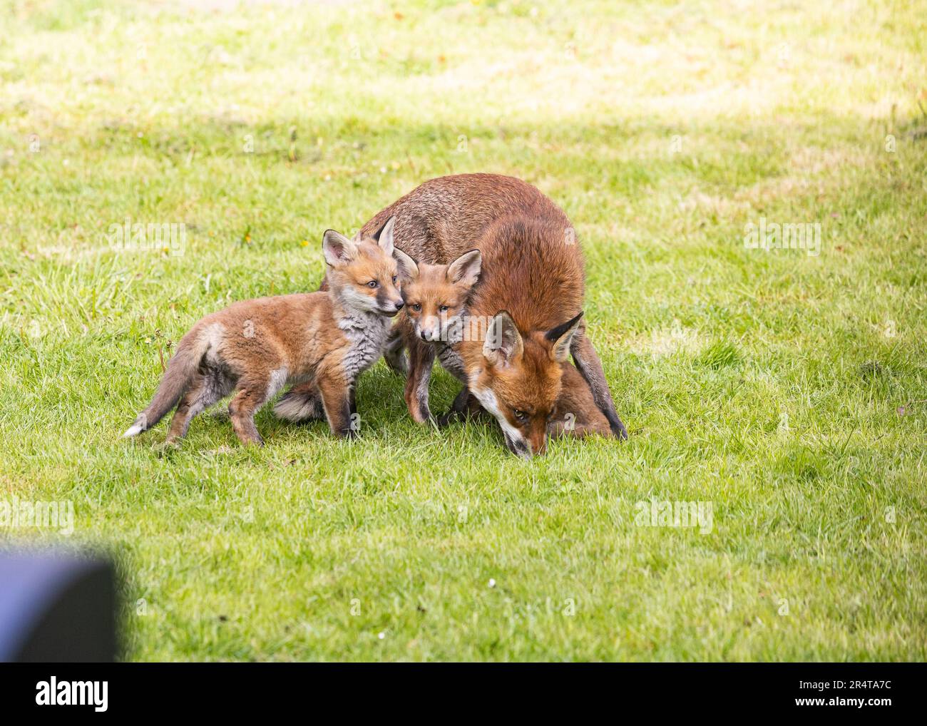 Two Red Fox Cubs and Mother playing in a garden in Southend-on-Sea ...
