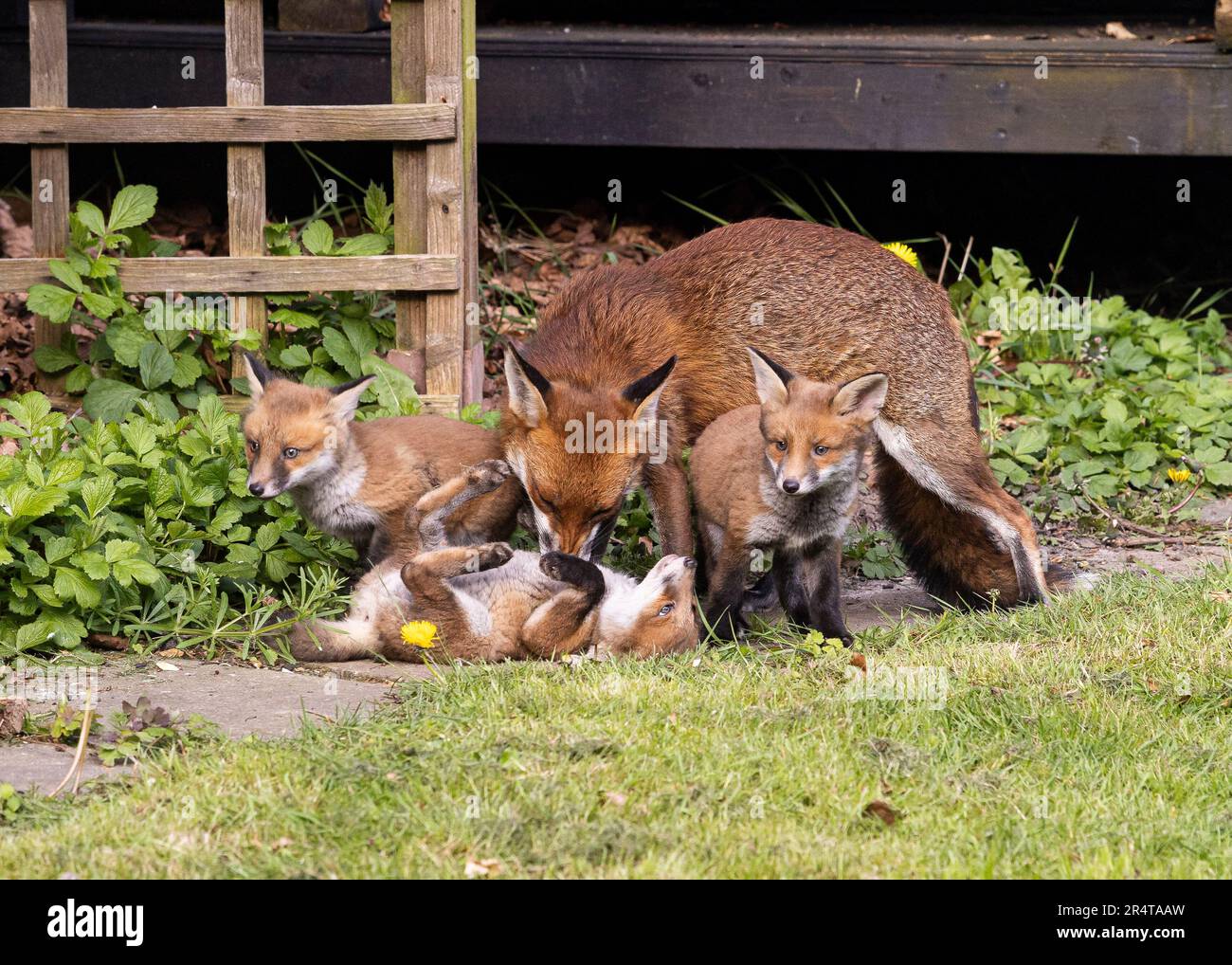 Three Red Fox Cubs and Mother playing in a garden in Southend-on-Sea ...