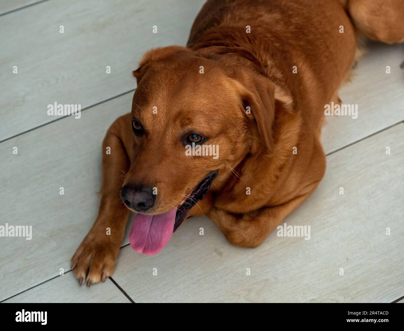 Rhodesian ridgeback brown labrador retriever hi-res stock photography ...