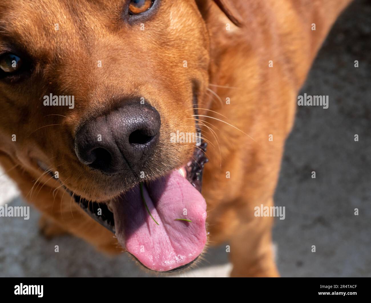 Labrador retriever head details nose tongue macro shot Stock Photo - Alamy