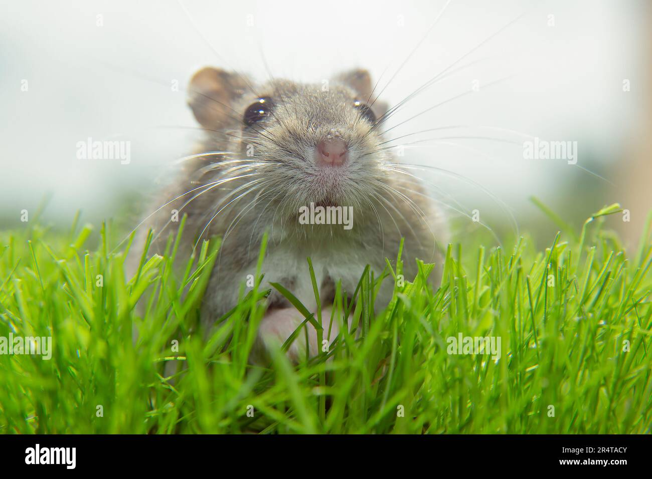 The muzzle of a Dzungarian hamster. The nose and long mustache of a ...