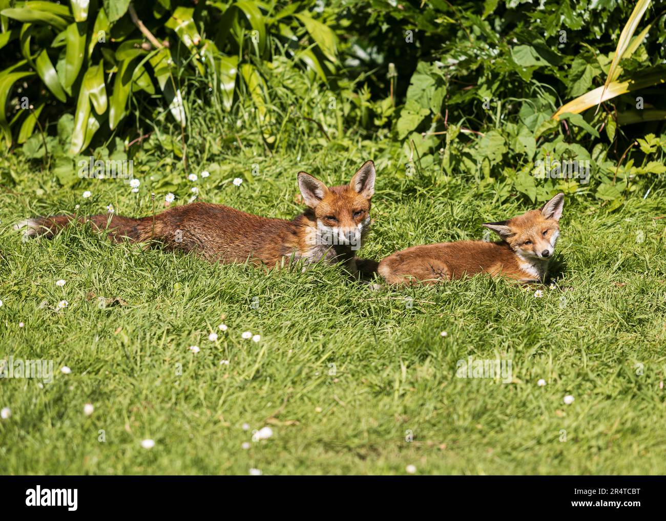 Red Fox Cub and Mother sunbathing in a garden in Southend-on-Sea, Essex ...