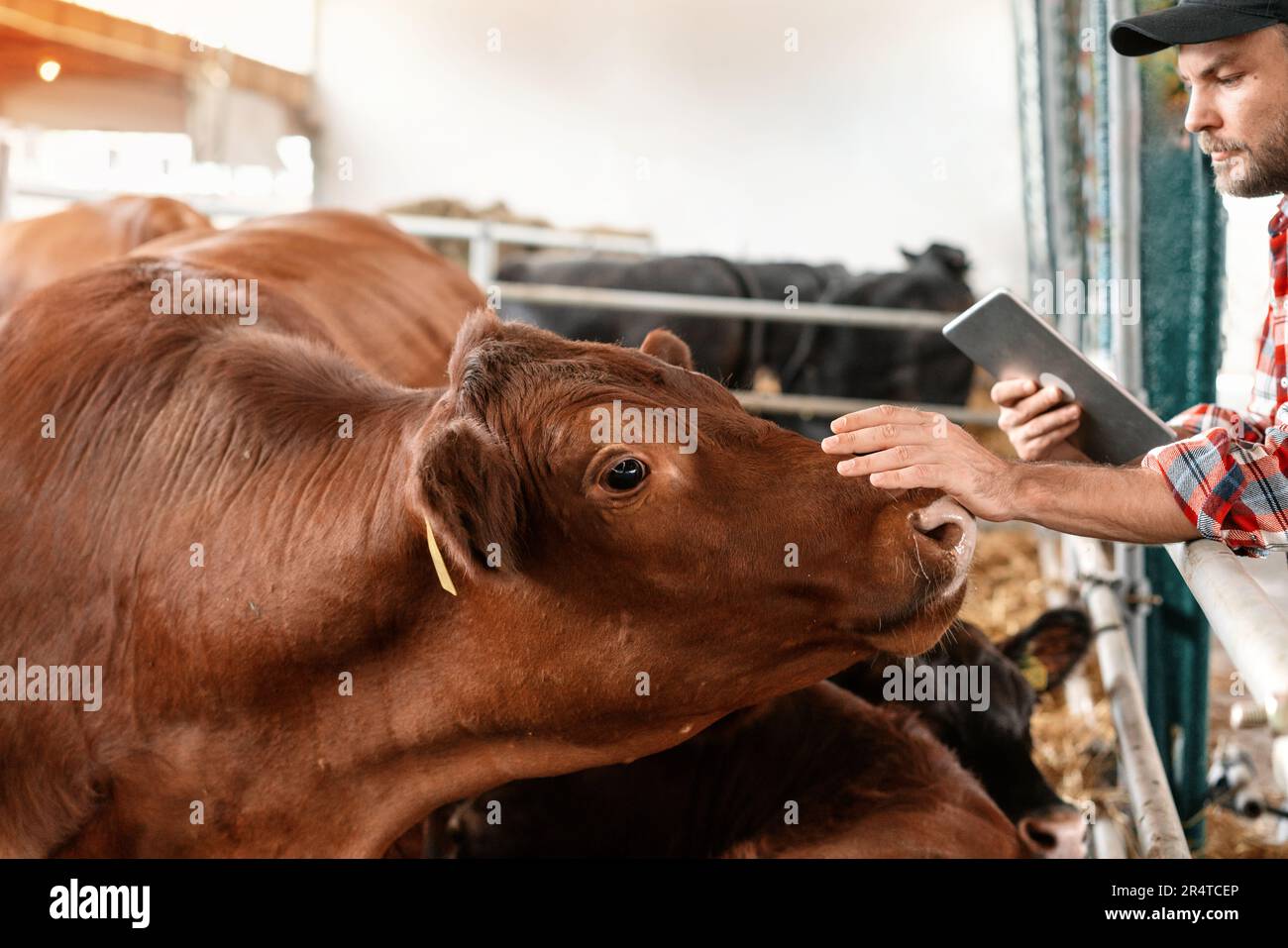 Man farmer checking cattle hi-res stock photography and images - Alamy