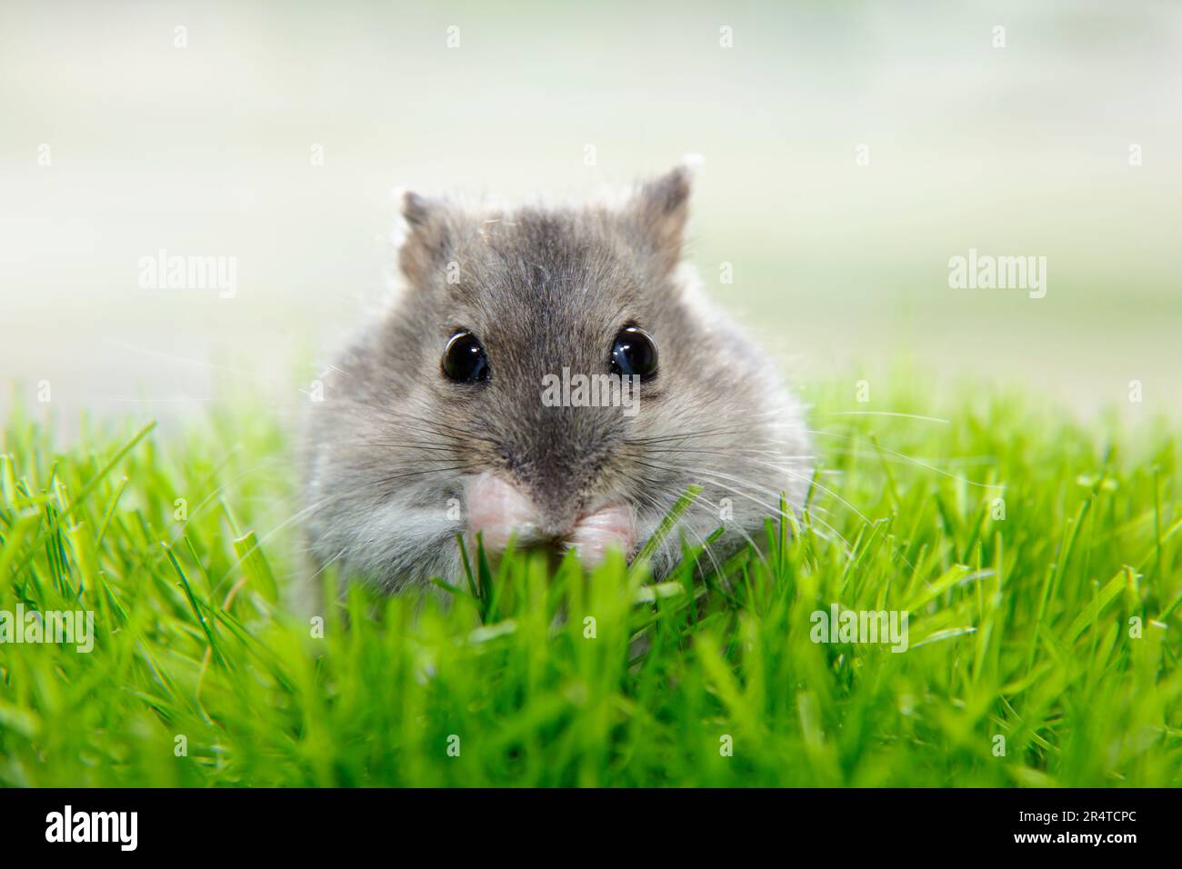 The muzzle of a Dzungarian hamster. Nose, eyes, long mustache, rodent ...
