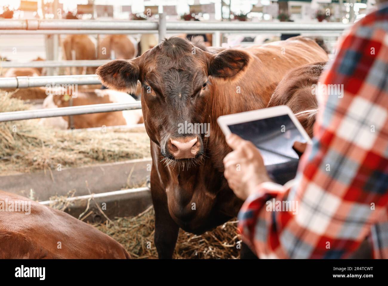 Smart cow hi-res stock photography and images - Alamy